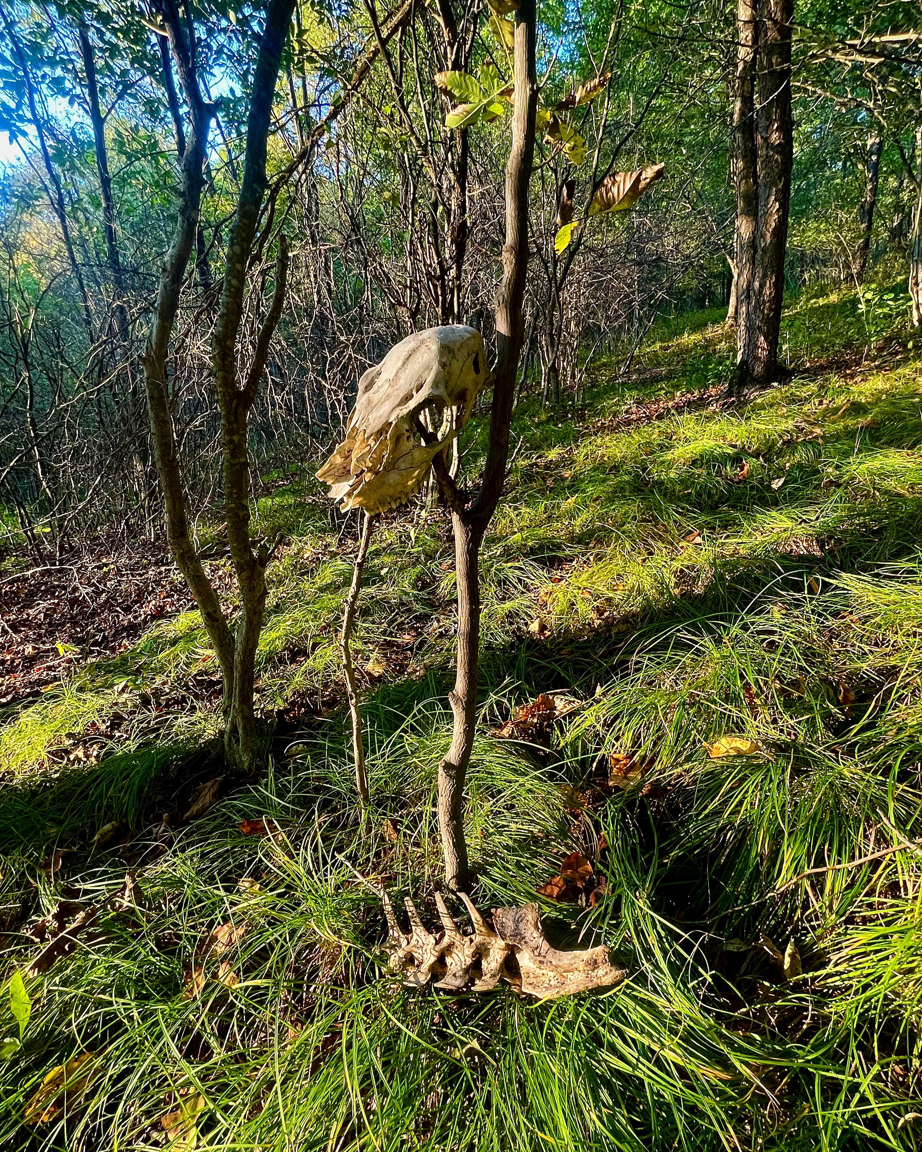 Hungry Grass – Ansuz Society